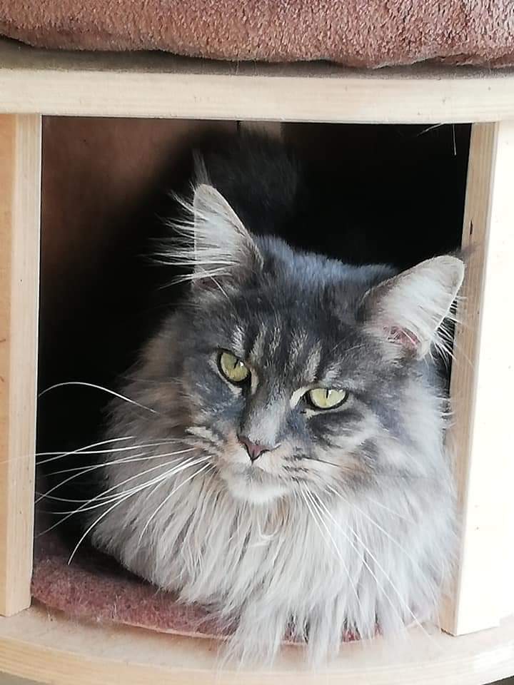 Marais Coon | La chatterie des chats heureux